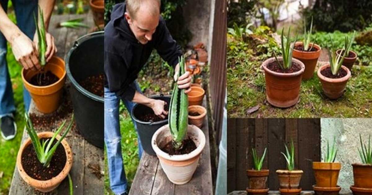 Instructions for Growing and Taking Care of Aloe Vera in Your Home and ...