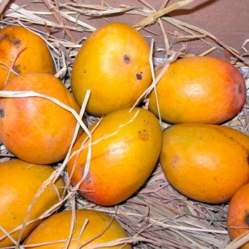 How to Prepare a Mango: The Ultimate Guide for Perfect Results