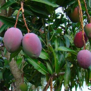 How to Prepare a Mango: The Ultimate Guide for Perfect Results